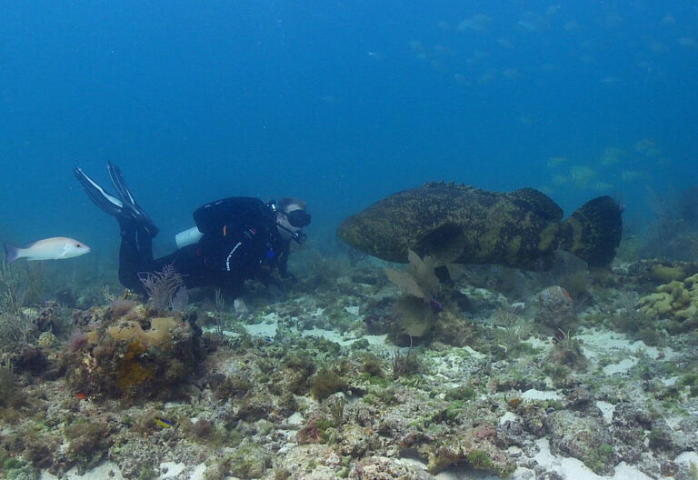 Grouper vs Snapper: How to Tell Them Apart - Fishing Adventures Guide