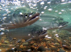 How Climate Change Is Affecting Fish Migration Patterns - Fishing ...