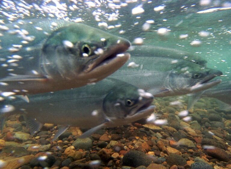 How Climate Change Is Affecting Fish Migration Patterns - Fishing ...