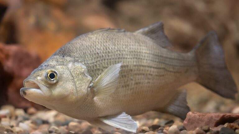 White Bass vs Striped Bass: Key Differences for Anglers - Fishing ...