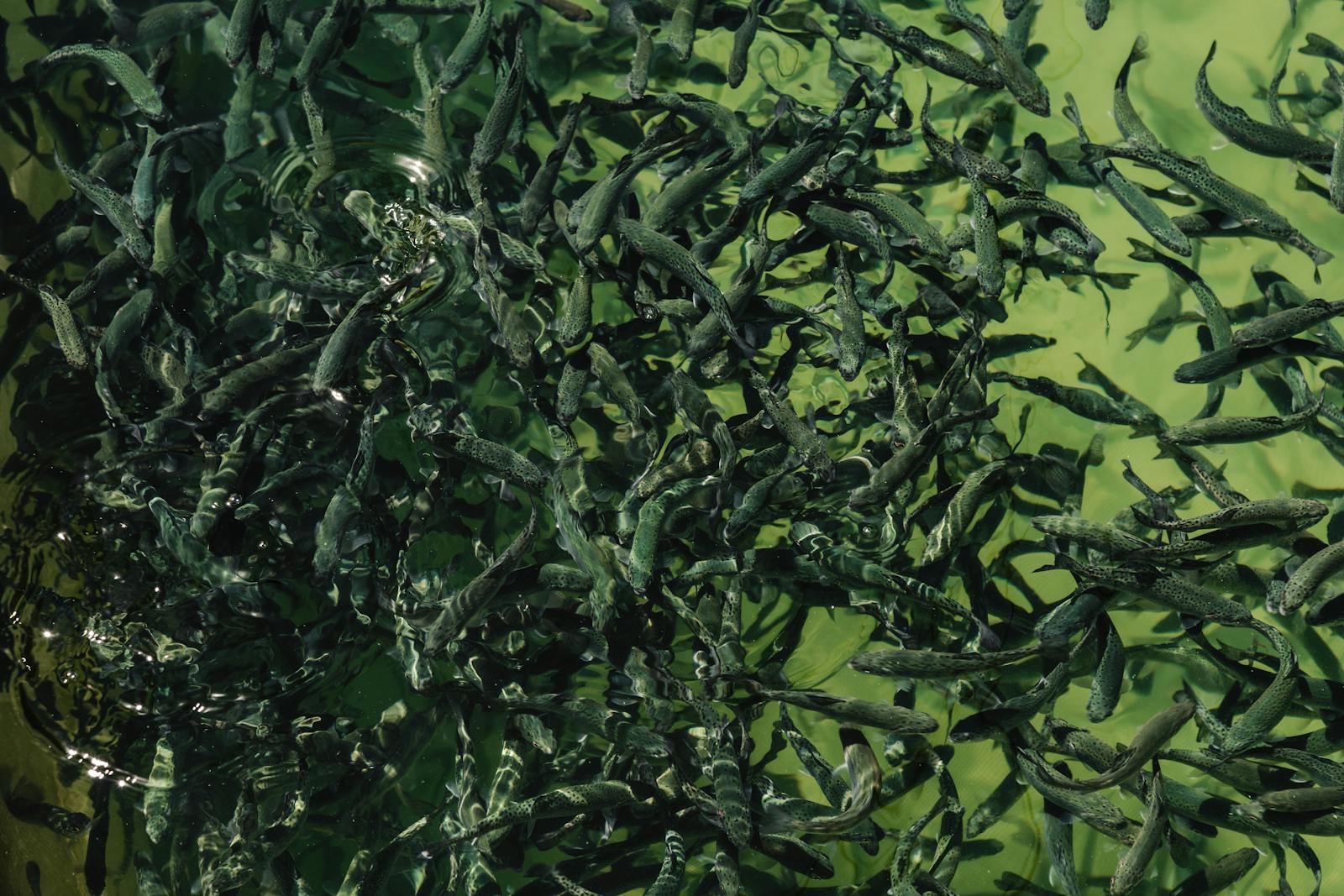The Life Cycle of a Bass and How It Affects Fishing - Fishing ...