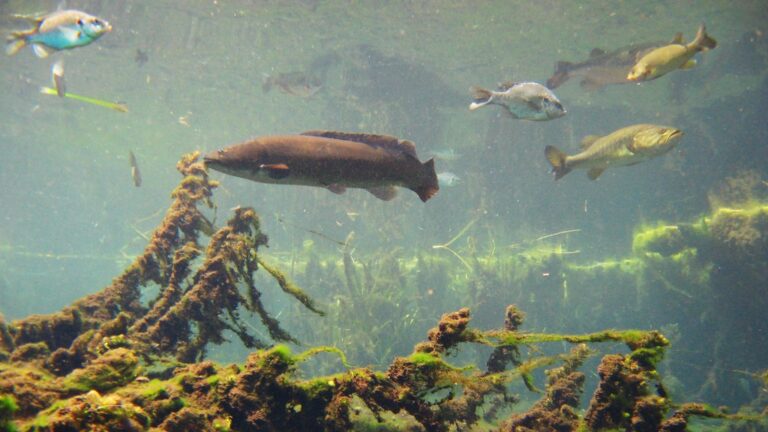 Bowfin Basics: An Ancient Fish You Might Be Overlooking - Fishing ...