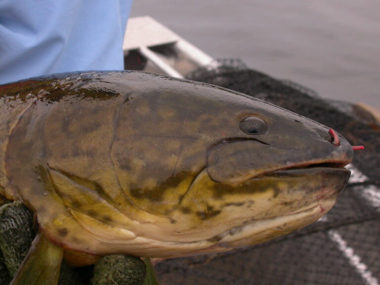 Bowfin Basics: An Ancient Fish You Might Be Overlooking - Fishing ...