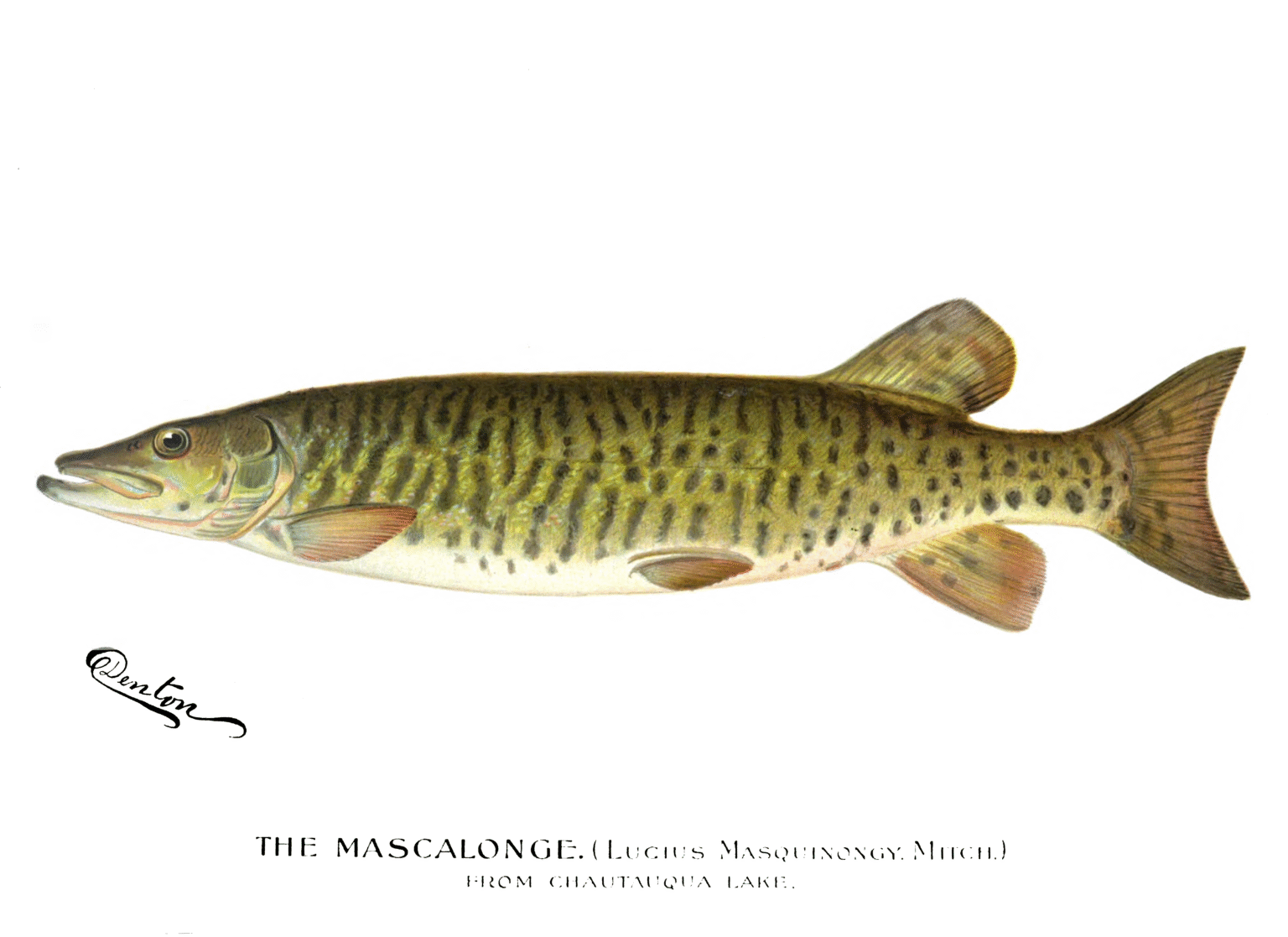 Why Muskie Are Called “The Fish of 10,000 Casts” - Fishing Adventures Guide