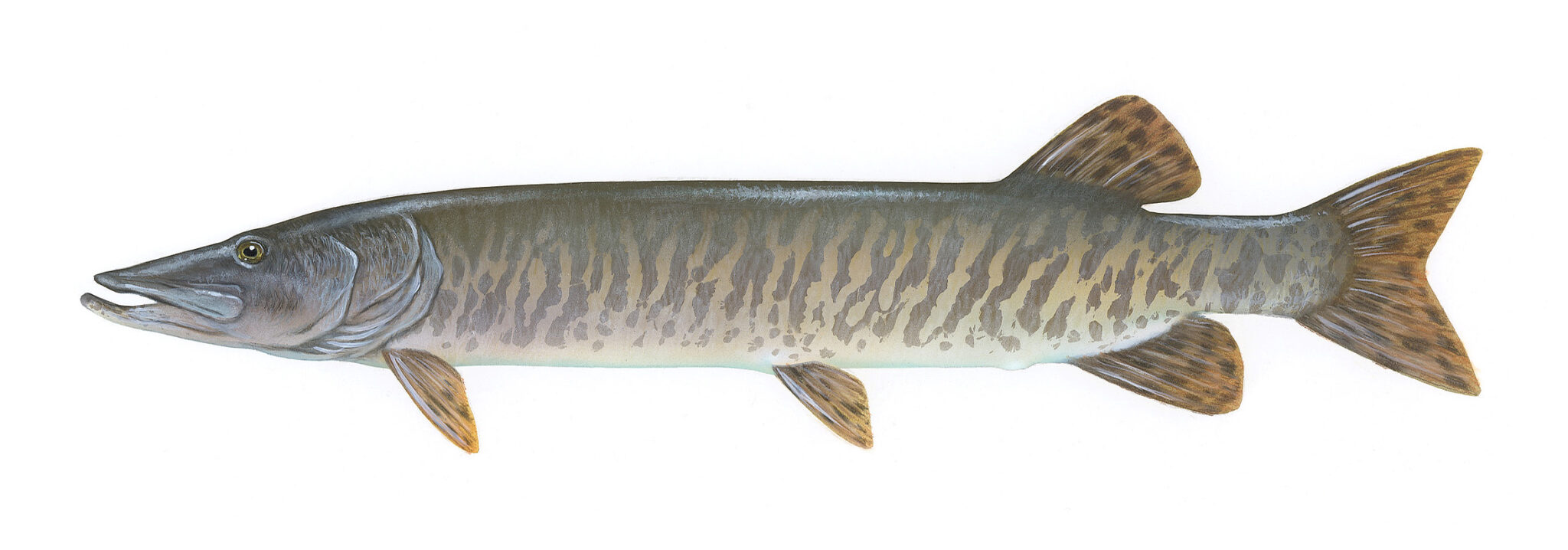 Why Muskie Are Called “The Fish of 10,000 Casts” - Fishing Adventures Guide