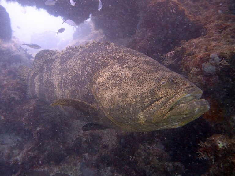 Grouper vs Snapper: How to Tell Them Apart - Fishing Adventures Guide