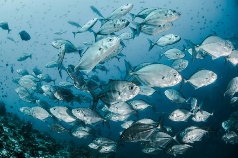 How Climate Change Is Affecting Fish Migration Patterns - Fishing ...