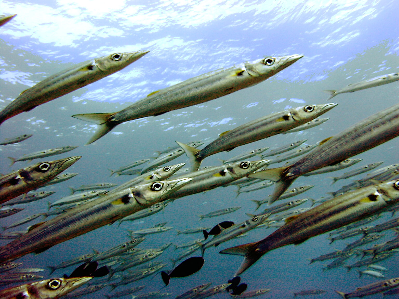 All About Barracuda: How to Catch and Handle Them Safely - Fishing ...