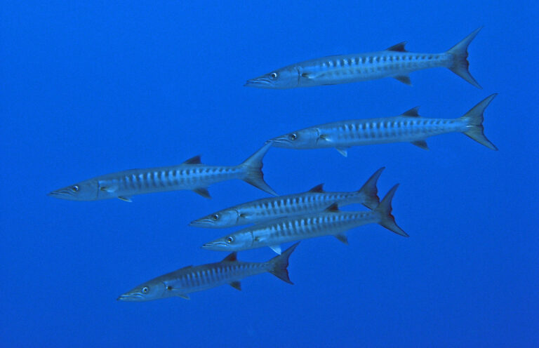 All About Barracuda: How to Catch and Handle Them Safely - Fishing ...
