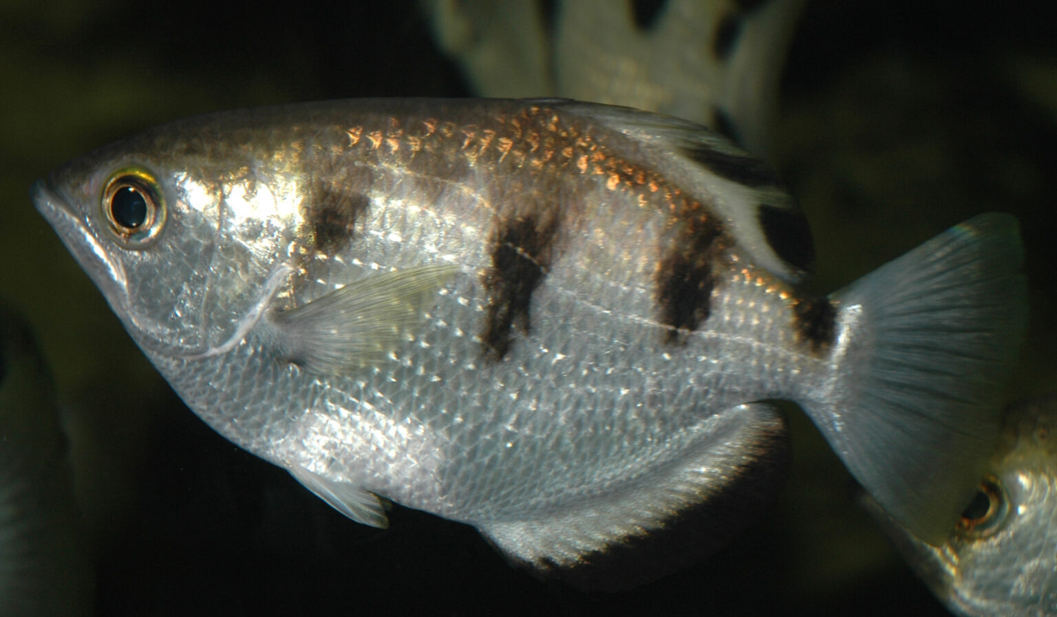 10 Fun Facts About Saltwater Fish You Didn't Know - Fishing Adventures ...