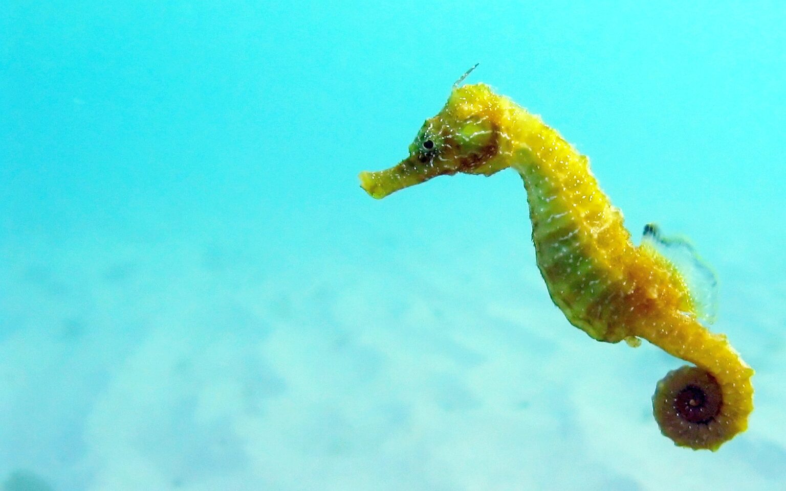 10 Fun Facts About Saltwater Fish You Didn't Know - Fishing Adventures ...