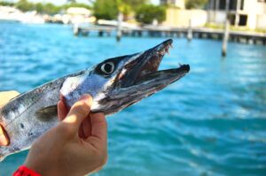 All About Barracuda: How to Catch and Handle Them Safely - Fishing ...