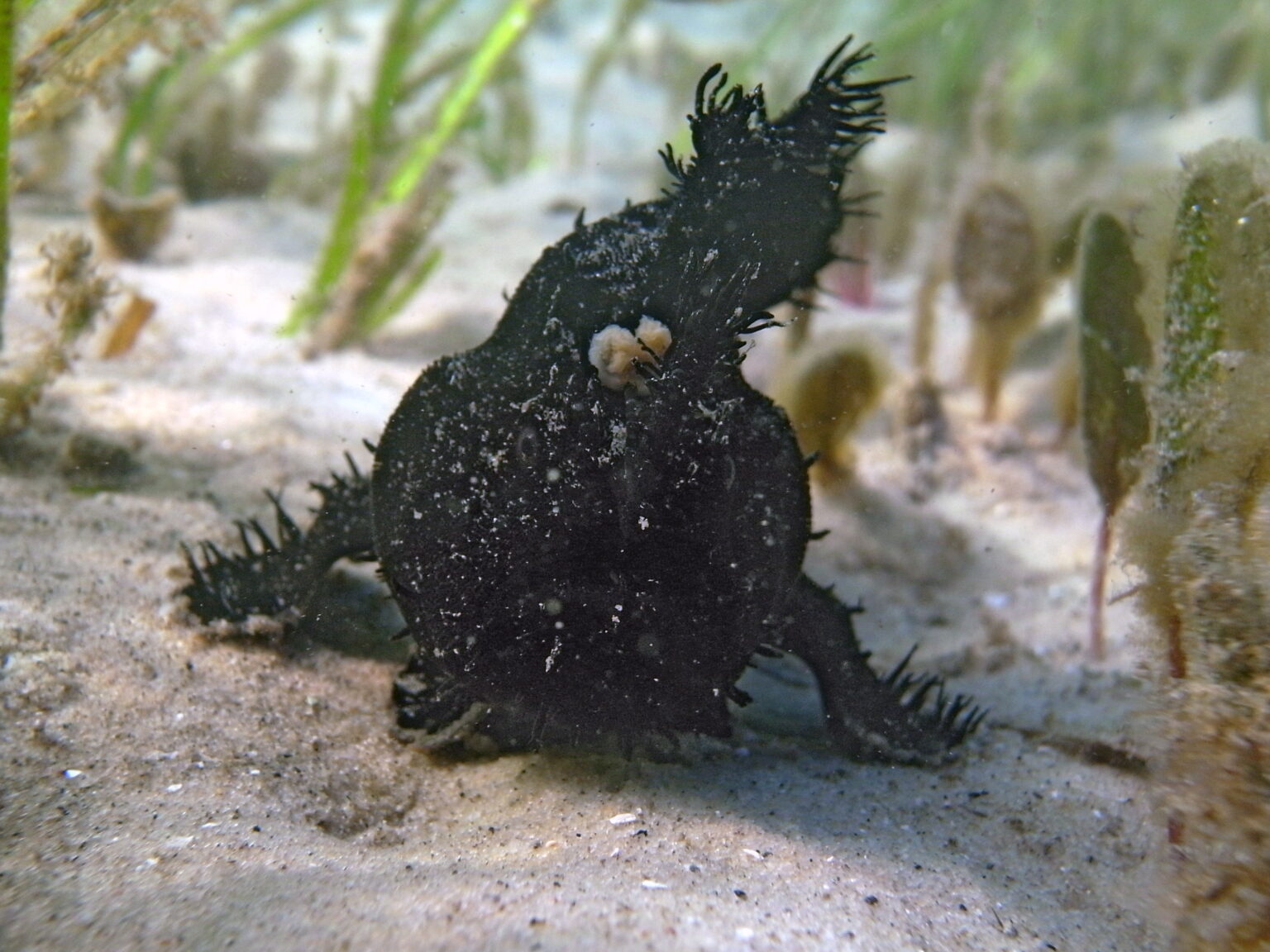 10 Fun Facts About Saltwater Fish You Didn't Know - Fishing Adventures ...