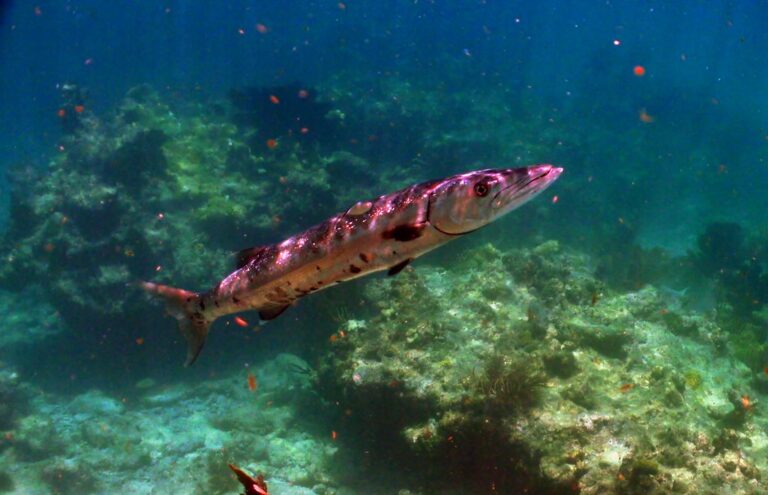 All About Barracuda: How to Catch and Handle Them Safely - Fishing ...