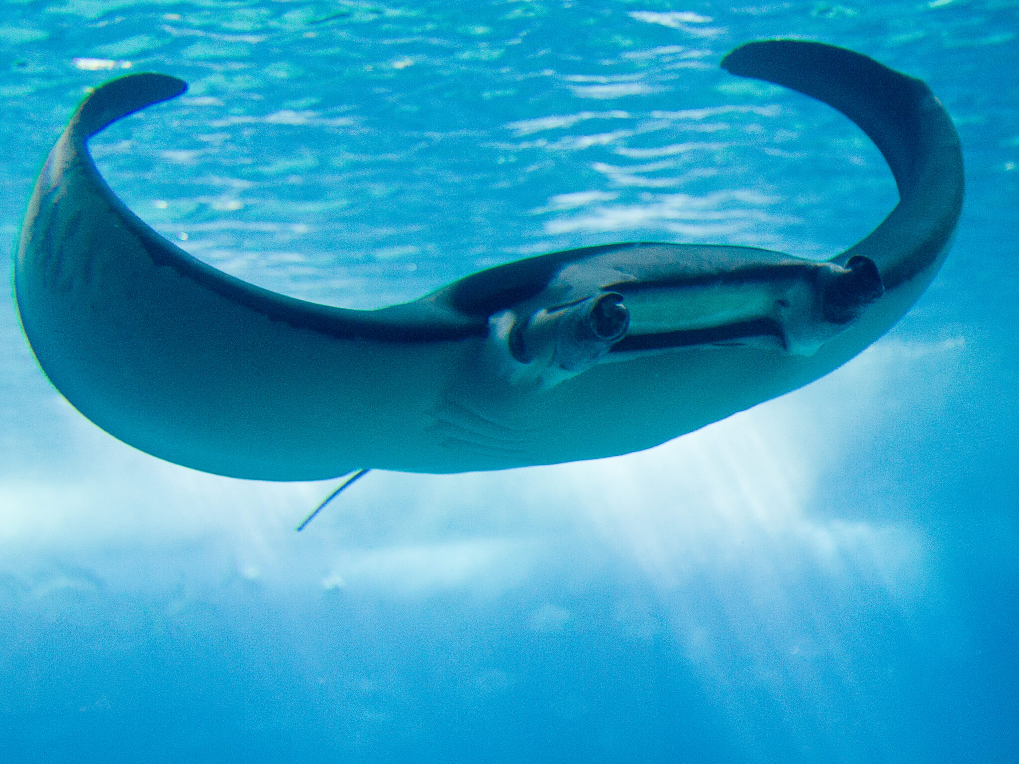 10 Fun Facts About Saltwater Fish You Didn't Know - Fishing Adventures ...