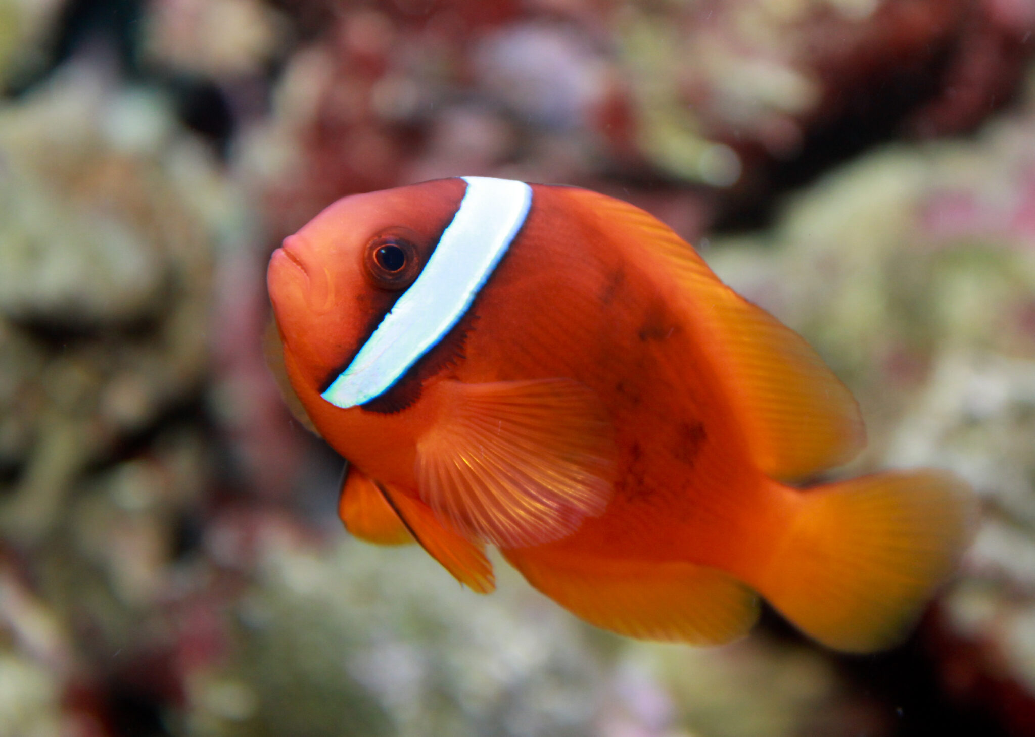 10 Fun Facts About Saltwater Fish You Didn't Know - Fishing Adventures ...