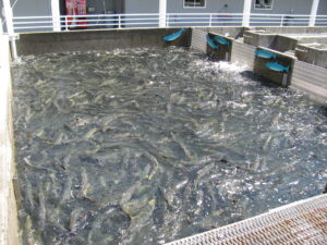 The Role of Hatcheries in U.S. Fisheries: Pros and Cons - Fishing ...