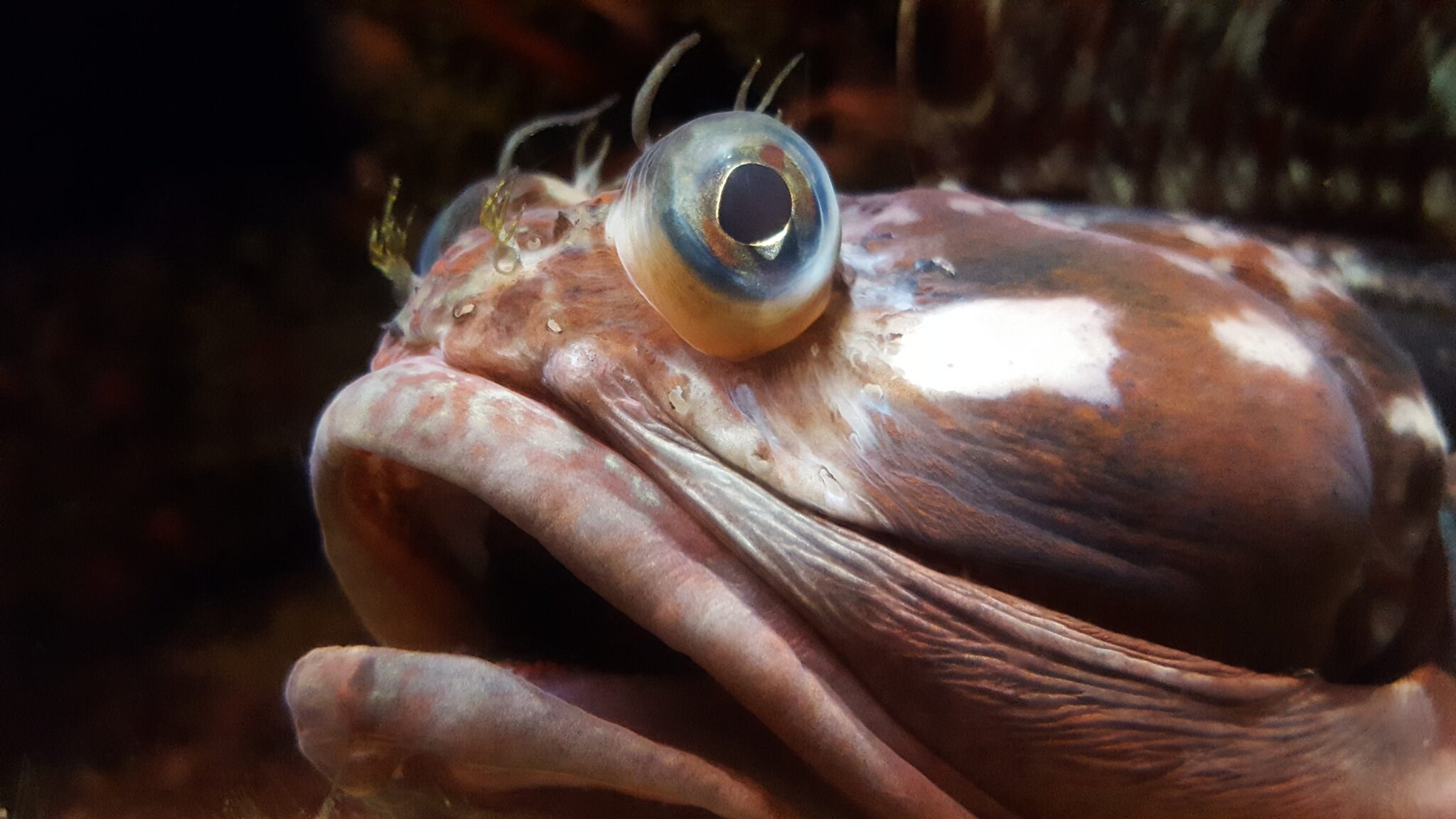 10 Fun Facts About Saltwater Fish You Didn't Know - Fishing Adventures ...