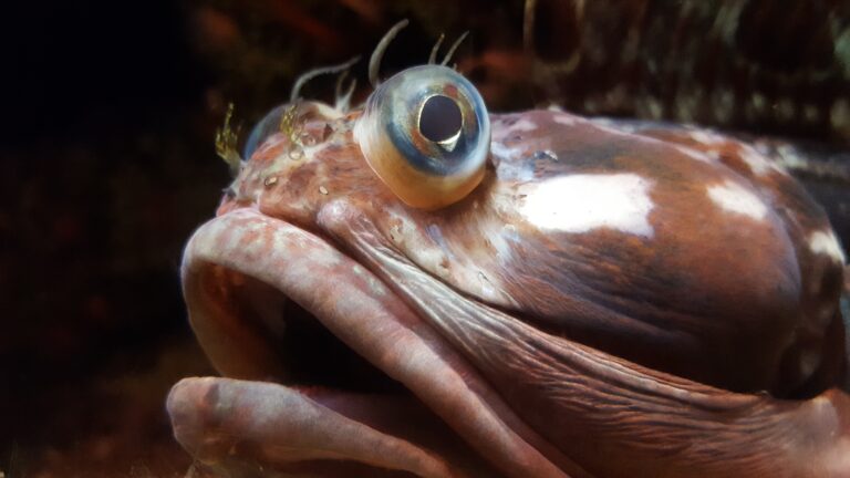 10 Fun Facts About Saltwater Fish You Didn't Know - Fishing Adventures ...